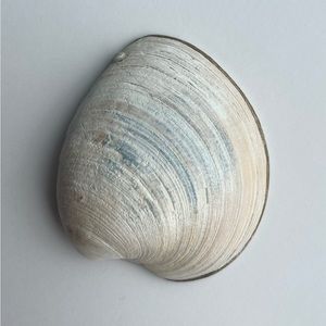 Hand Crafted | Accents | Handmade Clam Shell Ring Dish Blue Flower ...